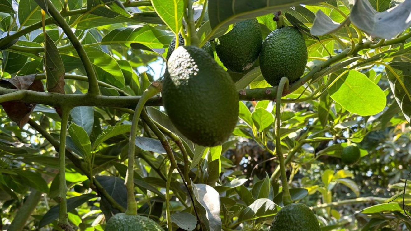 Palta: estrategias para controlar la Antracnosis y Pudrición Peduncula ...